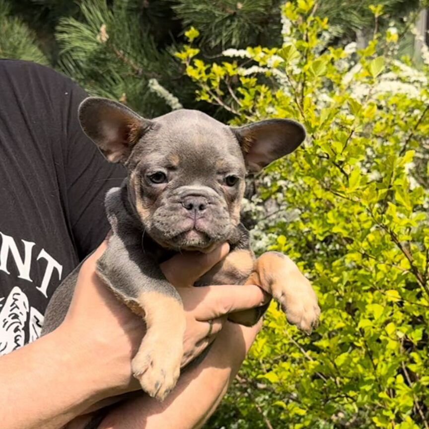 Французский бульдог девочка изабелла/лилак