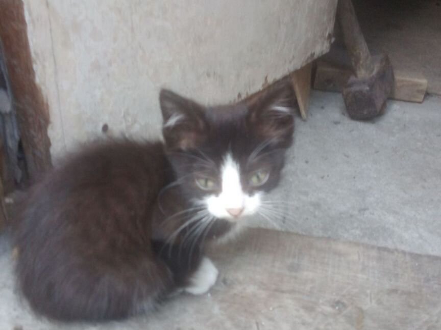 Кошки в добрые руки даром