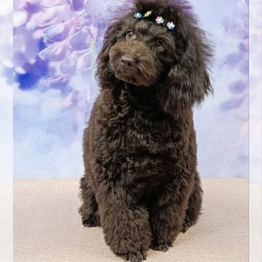 Той-пудель, щенок