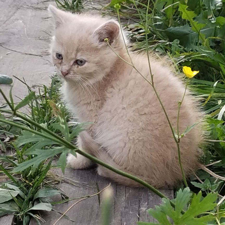 Котёнок в добрые руки