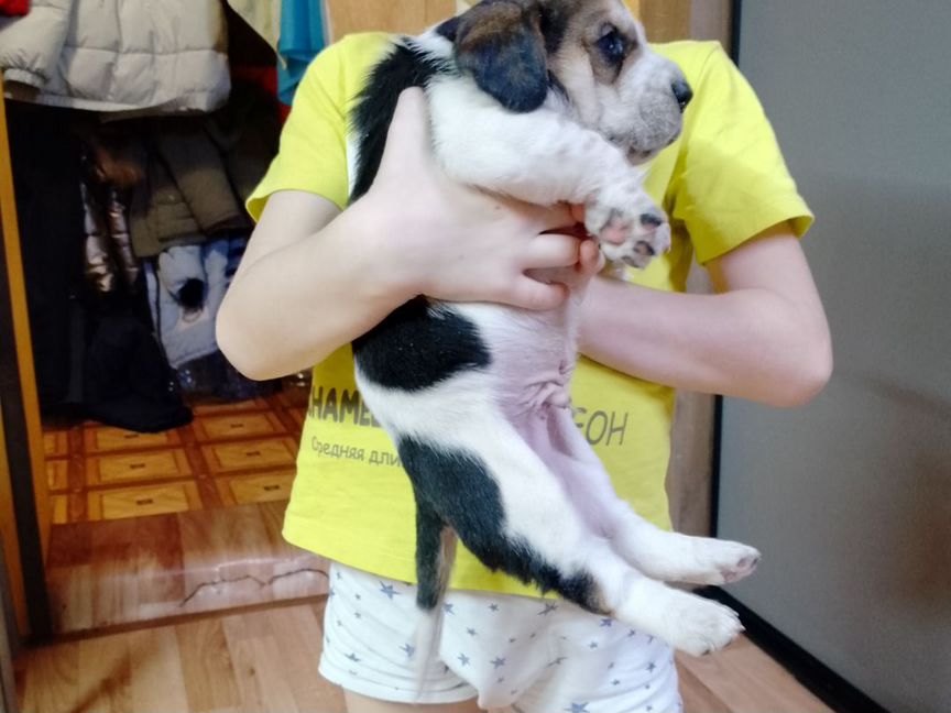 Щенки бассет хаунд