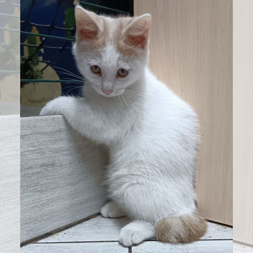 Курильский бобтейл короткошёрстный котёнок
