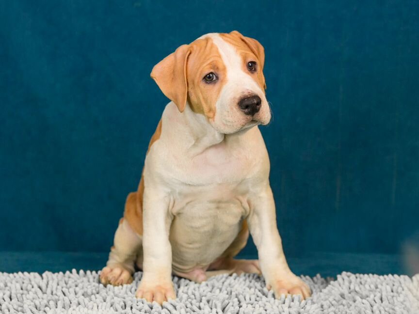 Щенок амстаффа, документы РКФ