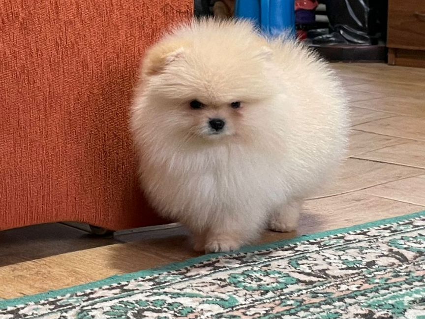 Милашки очаровашки