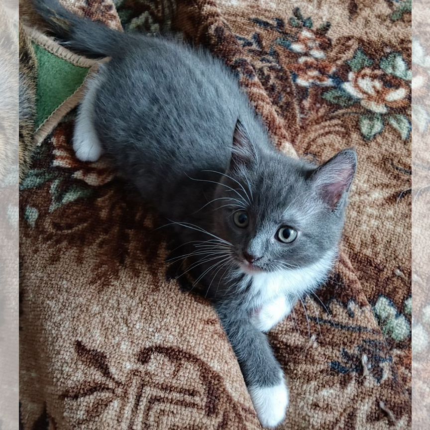Отдам в хорошие руки котенка