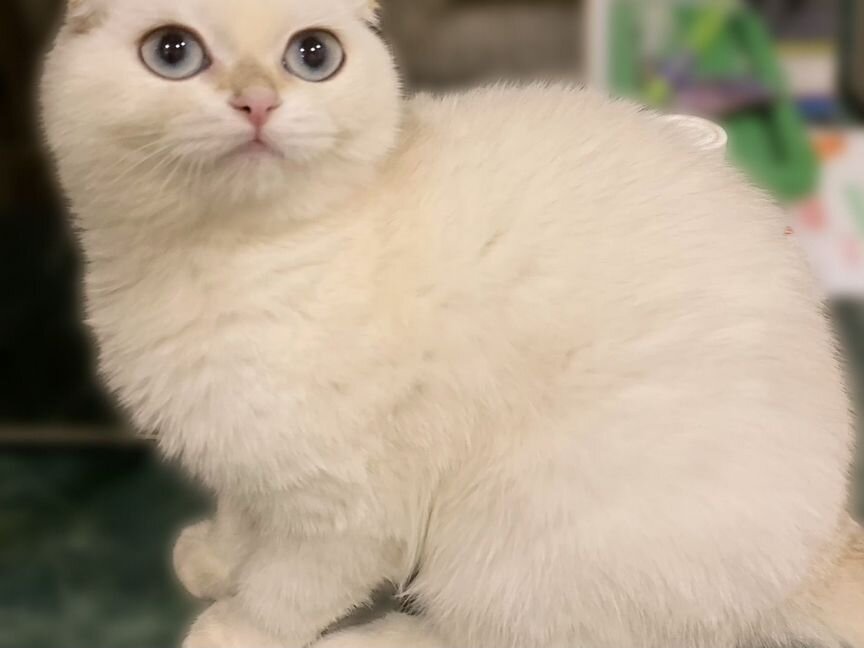 Золотая колорная шиншилла