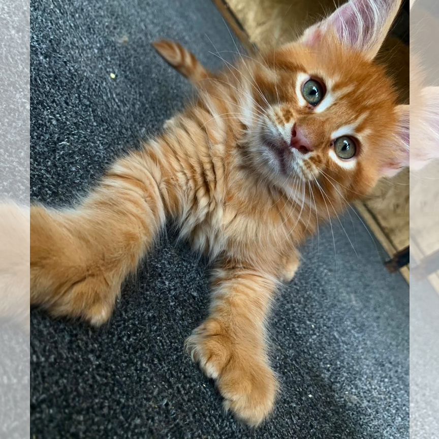 Мейн-кун полидакт