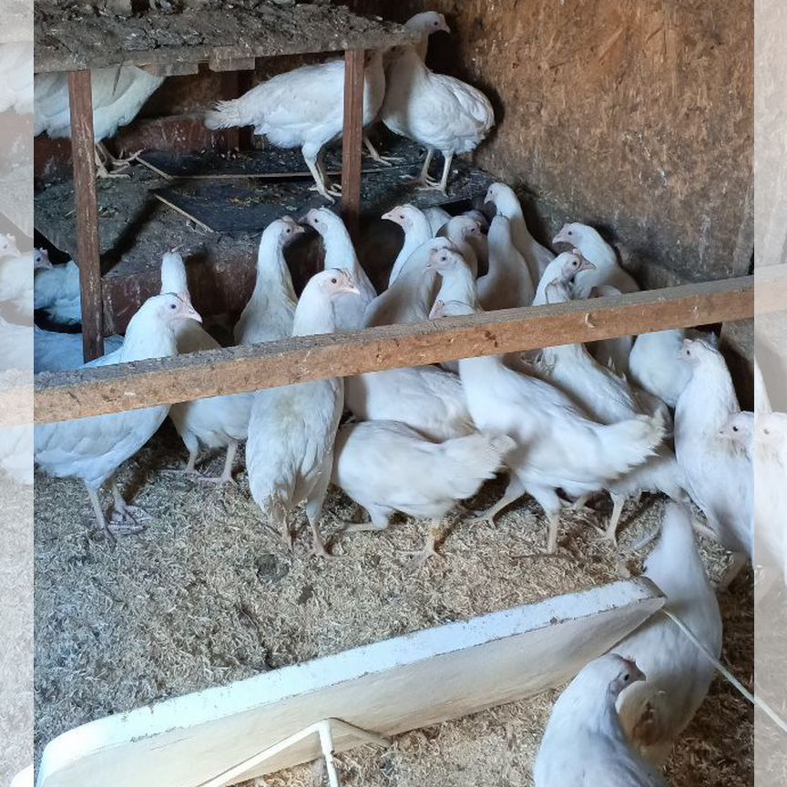 Куры молодки несушки ломан уайт