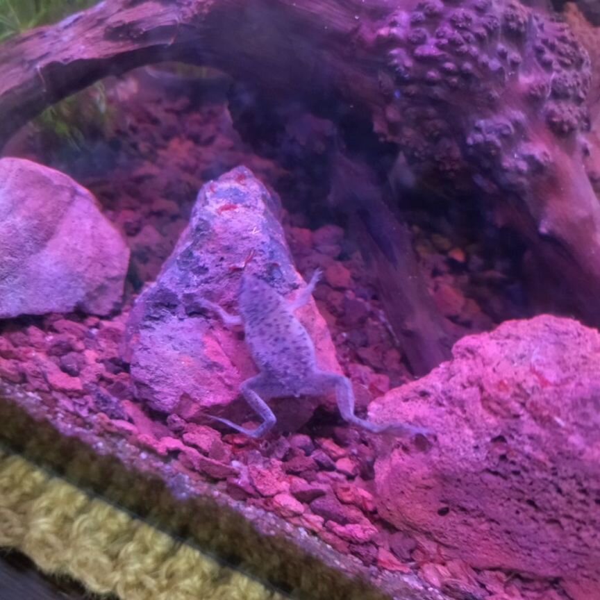 Аквариумная лягушка