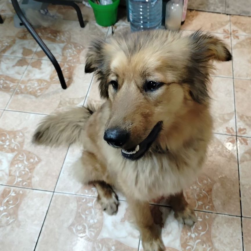 Австралийская овчарка, щенок