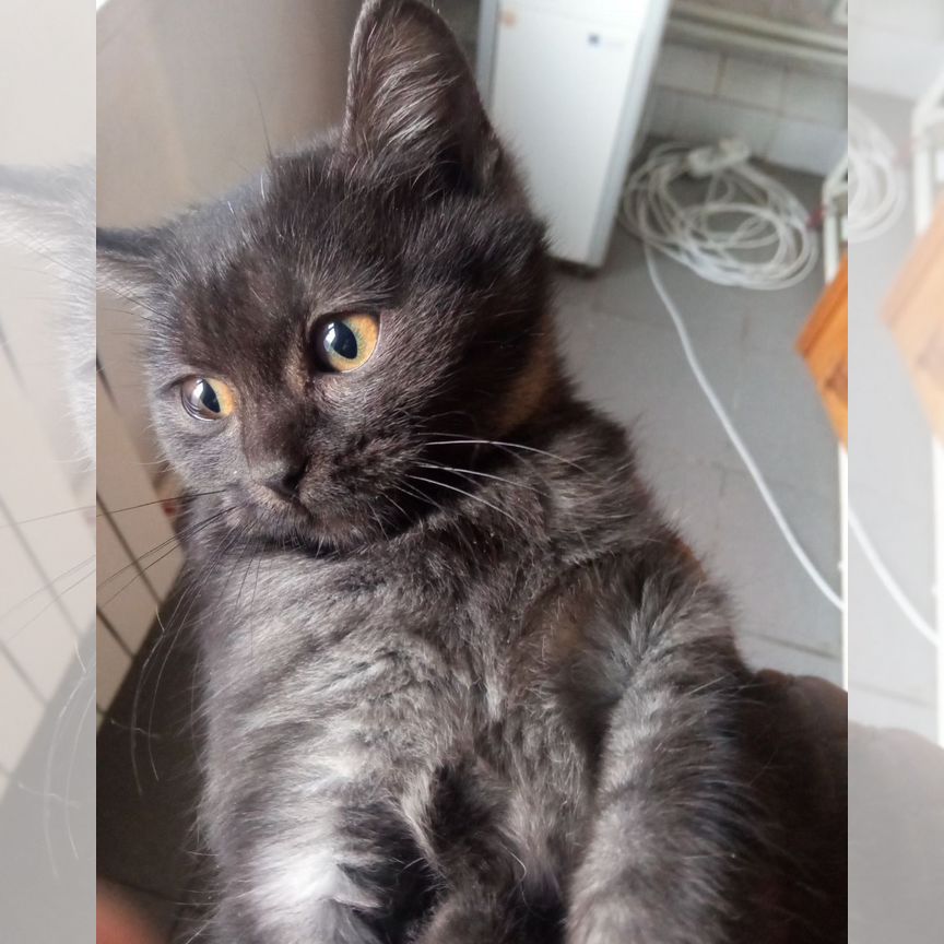 Кошечка чернобурка