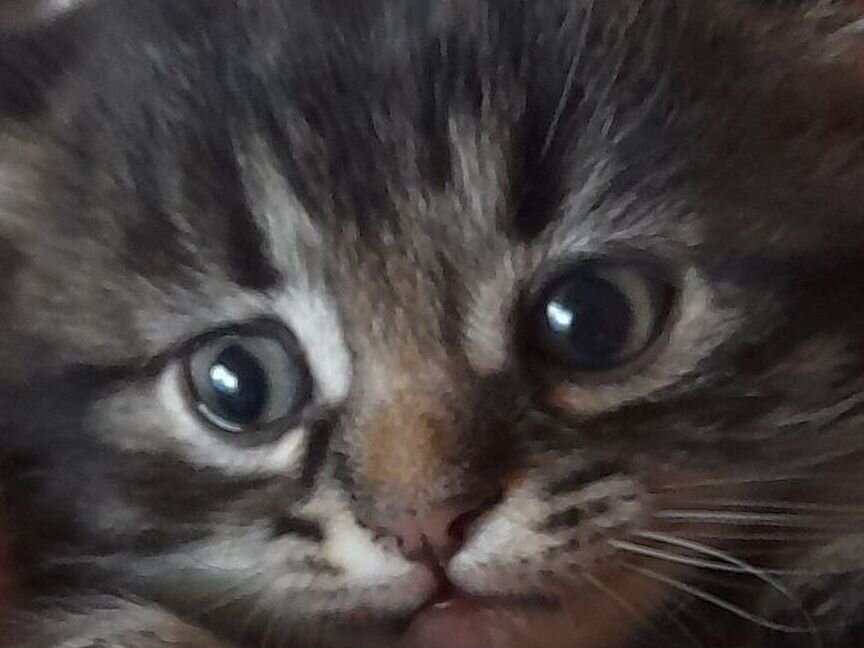Кошка