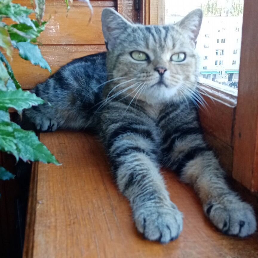 Мари,стерилизована,привита