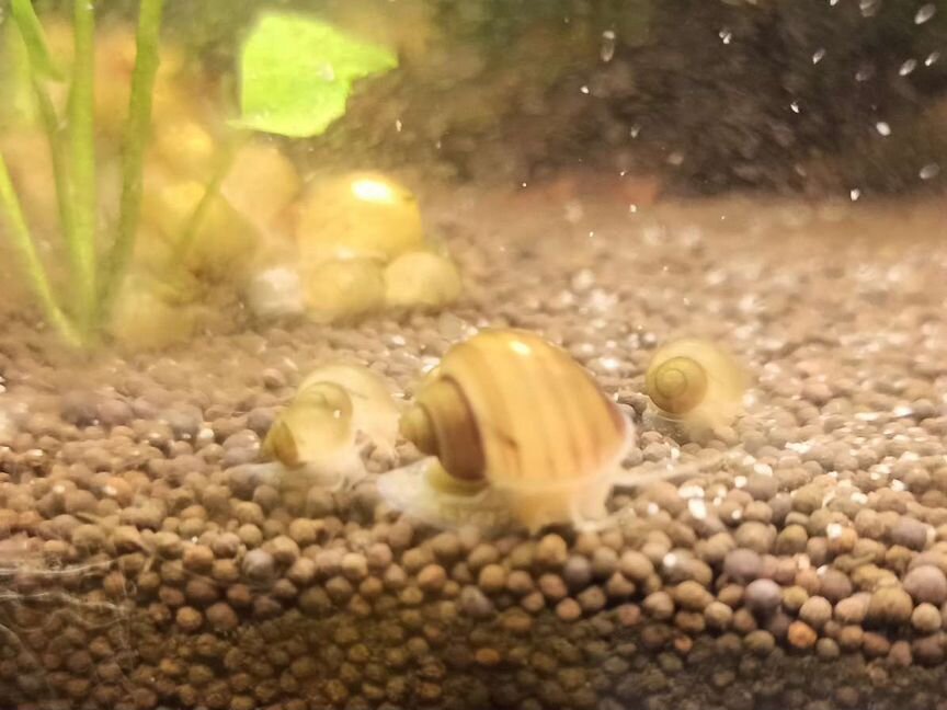 Улитки ампулярии, жёлтые и полосатые