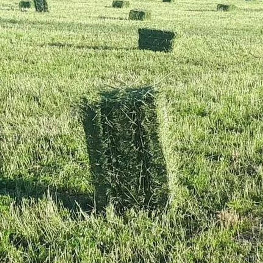 Сено люцерны в тюках