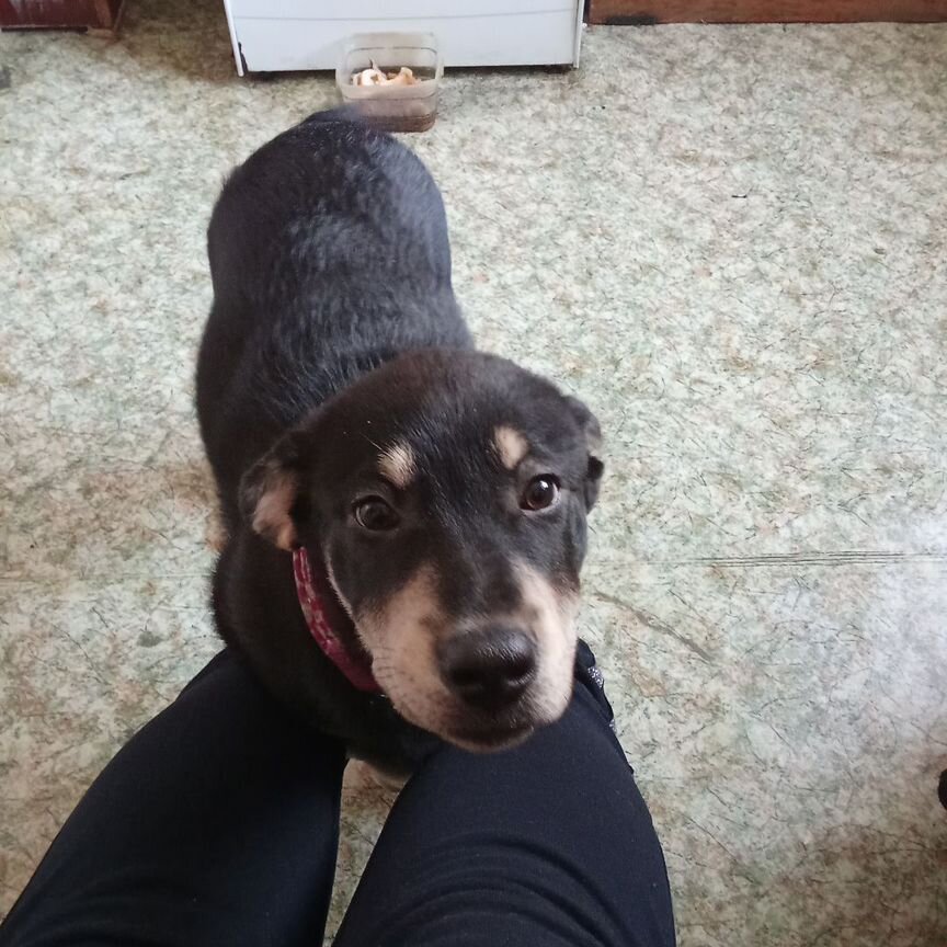 Отдам бесплатно хорошую собаку в добрые руки