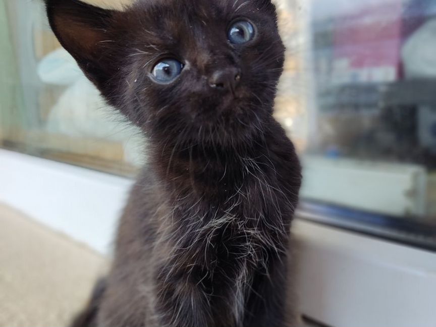 Сладкие котята ищут дом