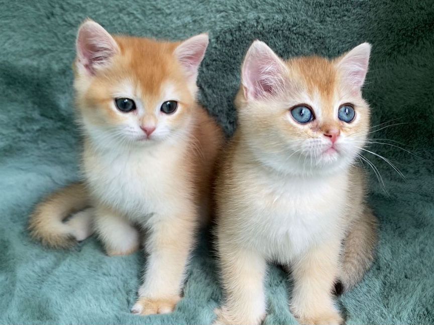 Британские котики