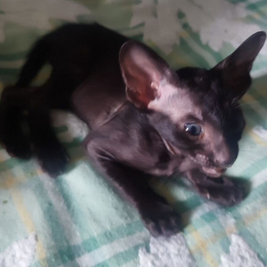 Открыта бронь на котиков. ориенталы