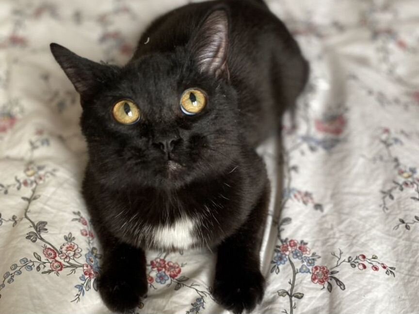 Котик в дар