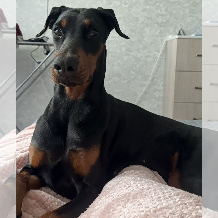 Доберман, щенок