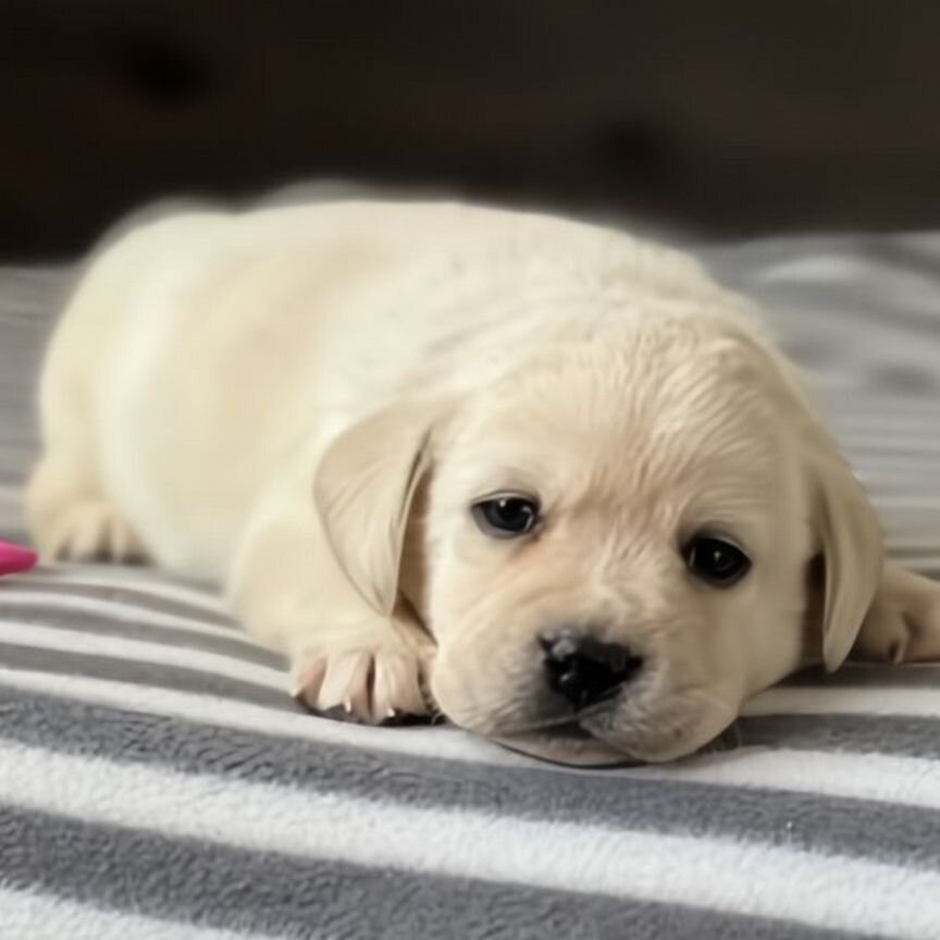 Лабрадор-ретривер, щенок