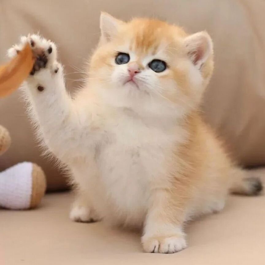 Британский короткошёрстный котёнок