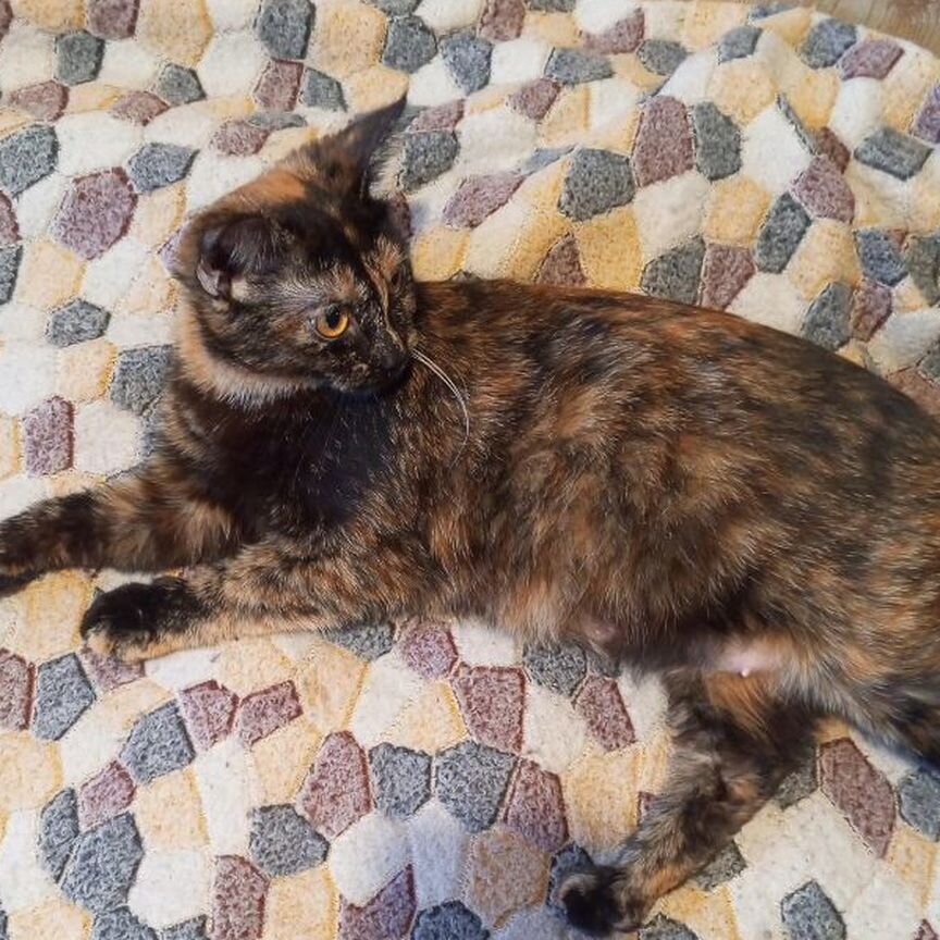 Взрослая кошка в добрые руки