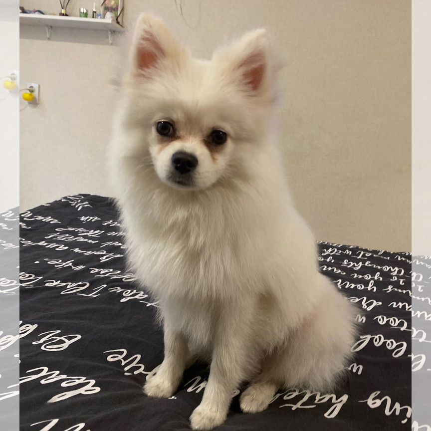 Немецкий шпиц, щенок