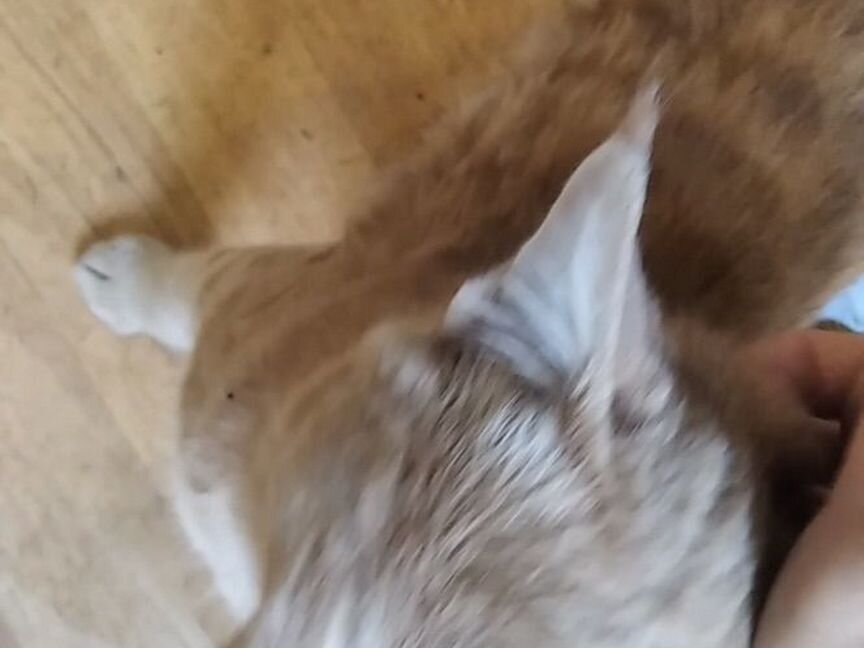 Кот в добрые руки приучен к лотку и очень тихий