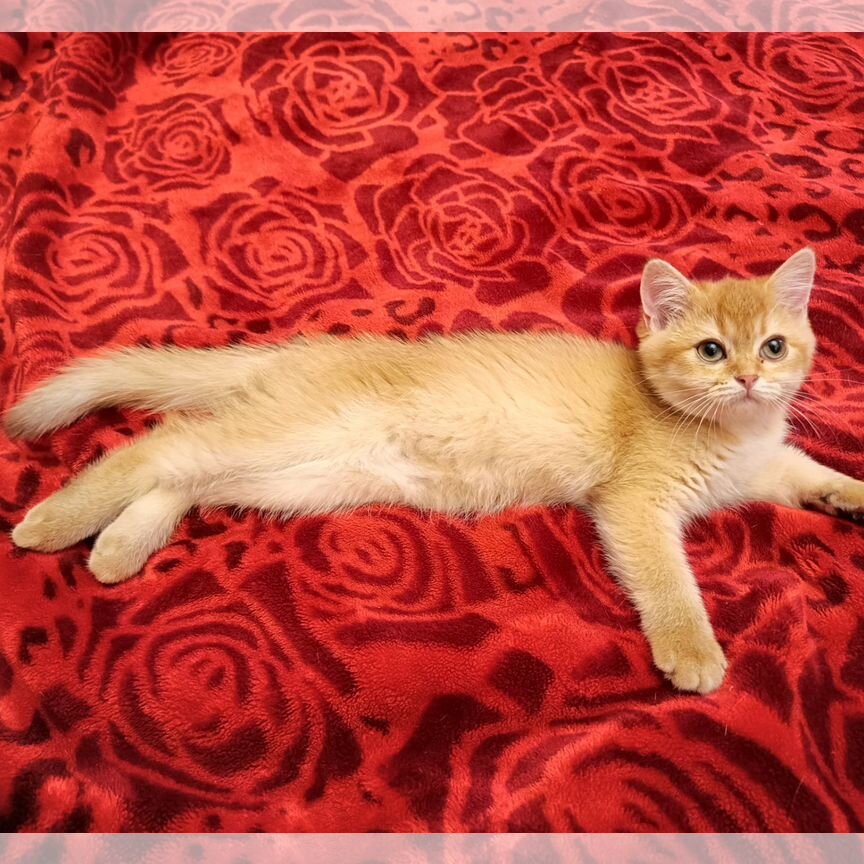 Шотландские прямоухие котята