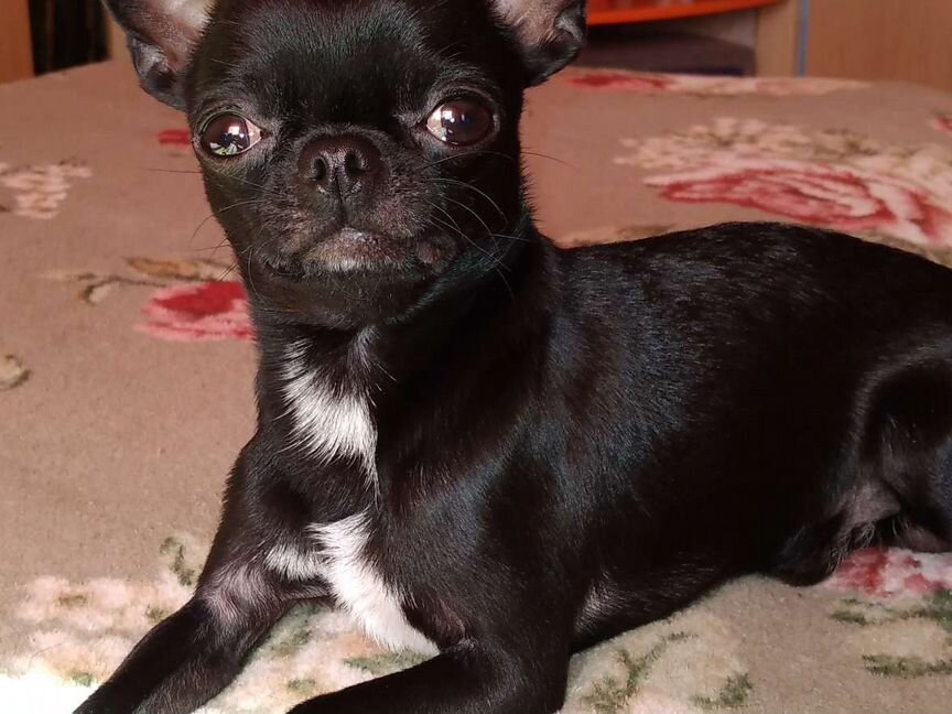 Собака породы чихуахуа вязка