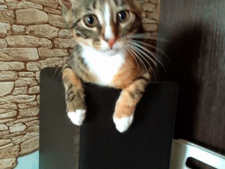 Трехцветное счастье