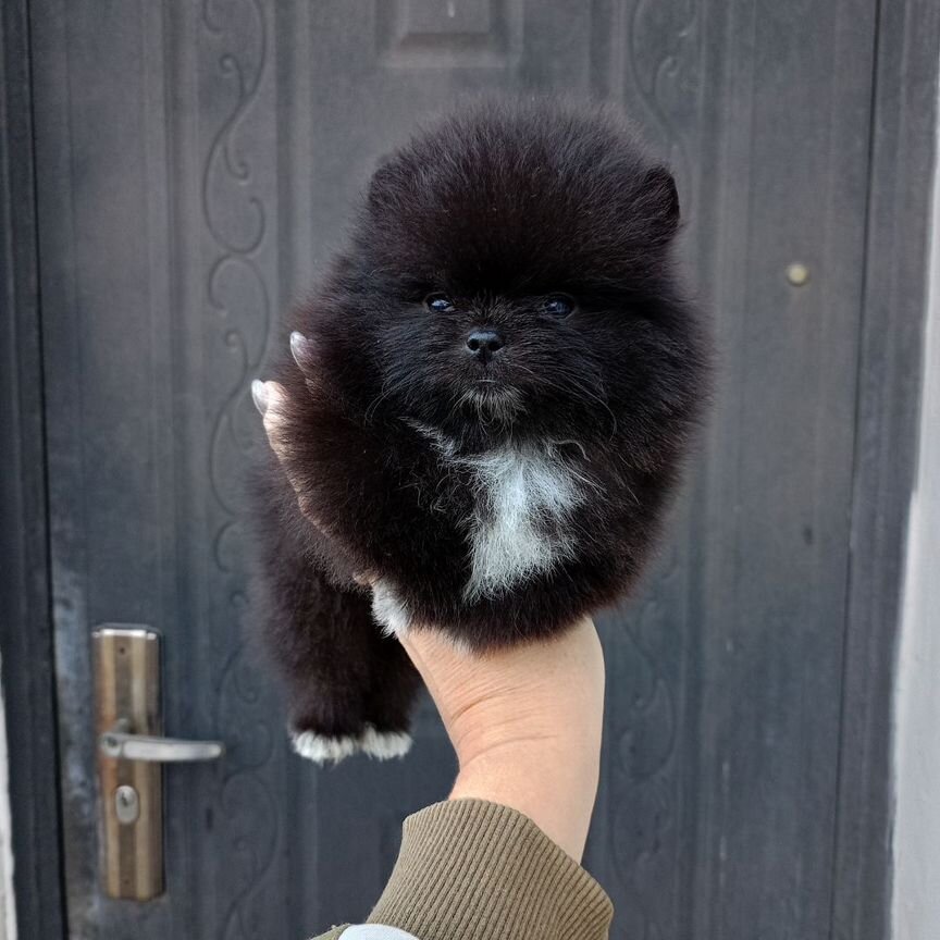 Померанский шпиц мини тип мишка