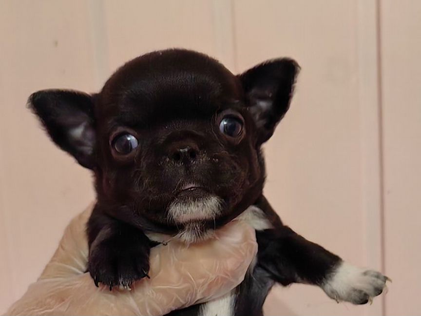 Девочки чихуахуа. Резерв