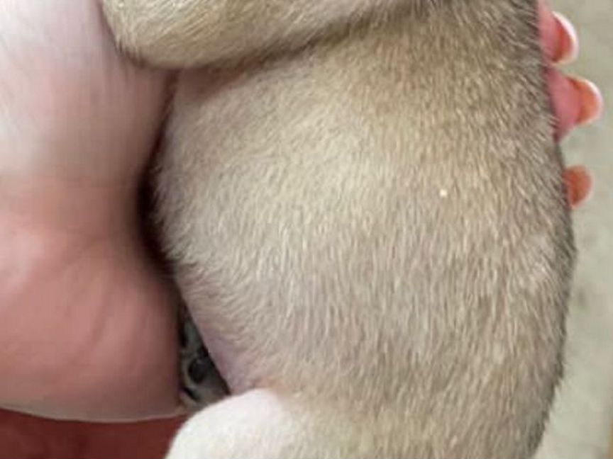 Мопсики мальчики