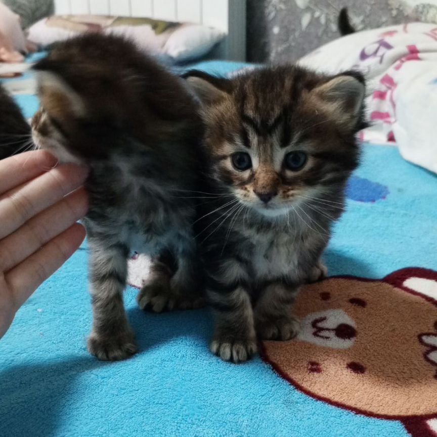 Котята мейн-кун