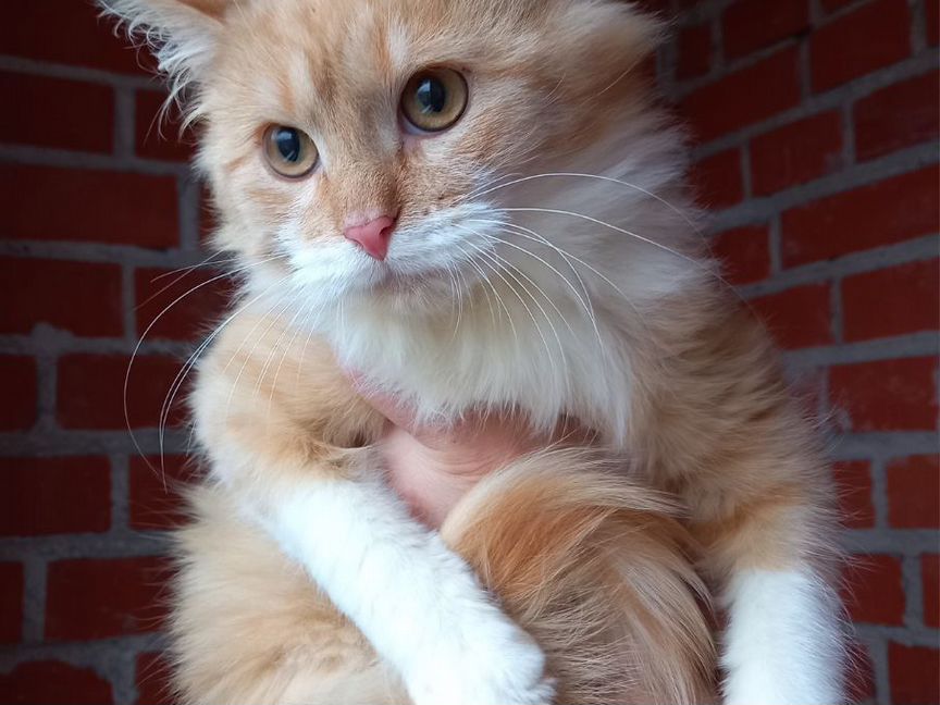 Котенок рыжий, бесплатно