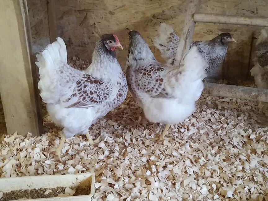 Инкубационное яйцо Барневельдер