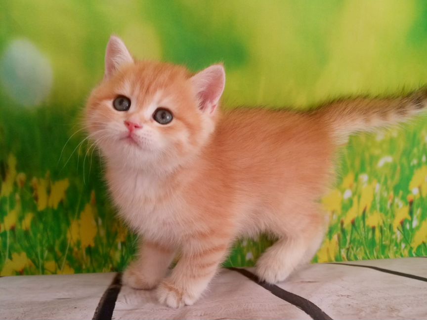 Котенок британский мальчик Амулет