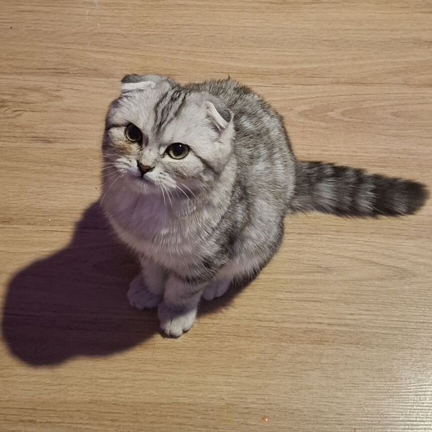 Шотландский вислоухий длинношёрстный котёнок