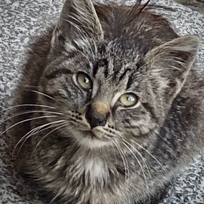 Котенок ищет дом