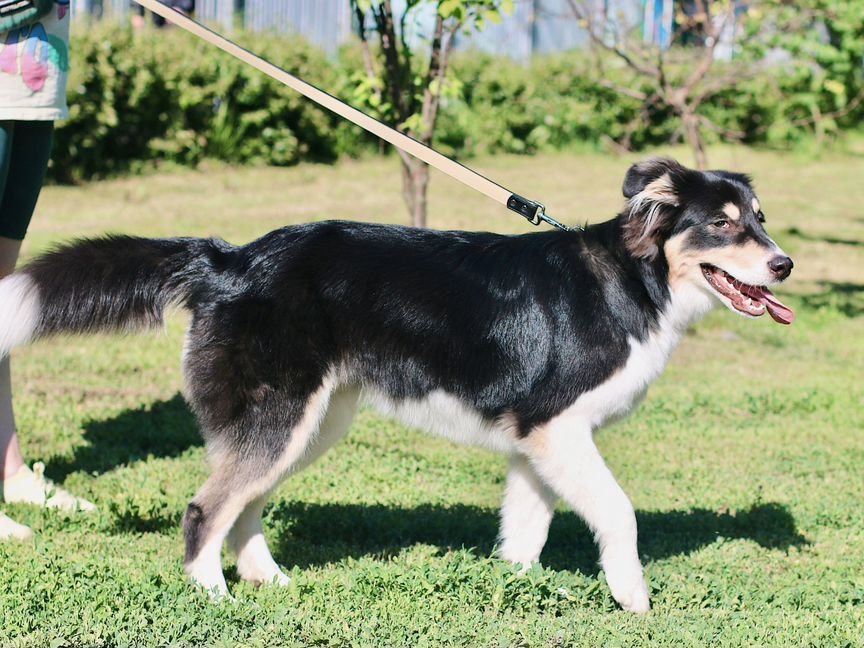 Собака в добрые руки щенок