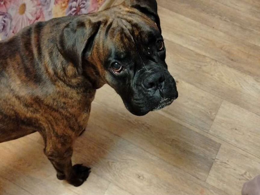 Вязка немецкого боксёра