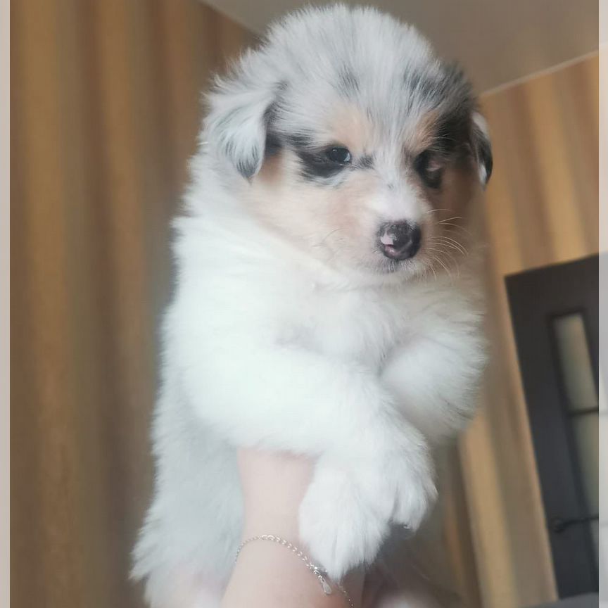 Щенки колли