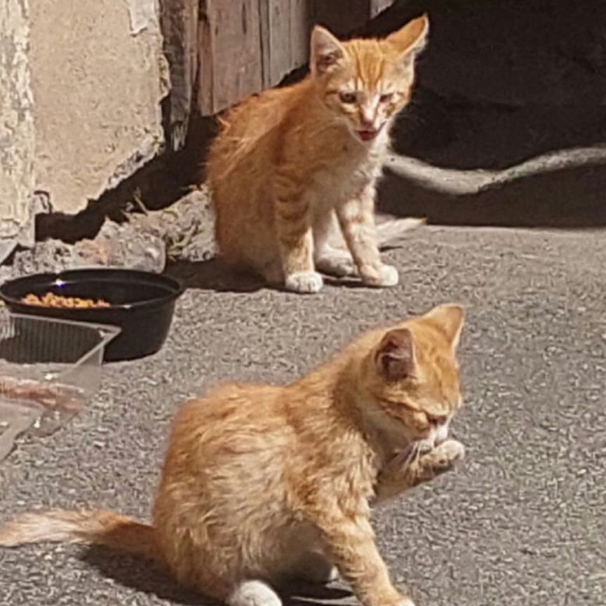Котёнок в добрые руки