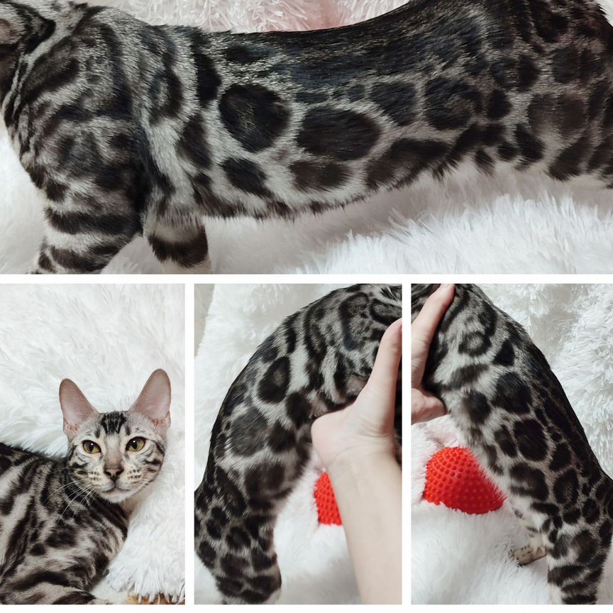 Бенгальская