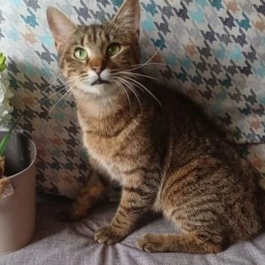 Европейский короткошёрстный котёнок