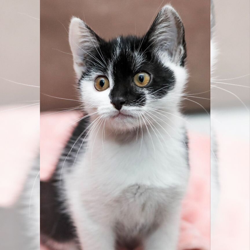 Котёнок в добрые руки