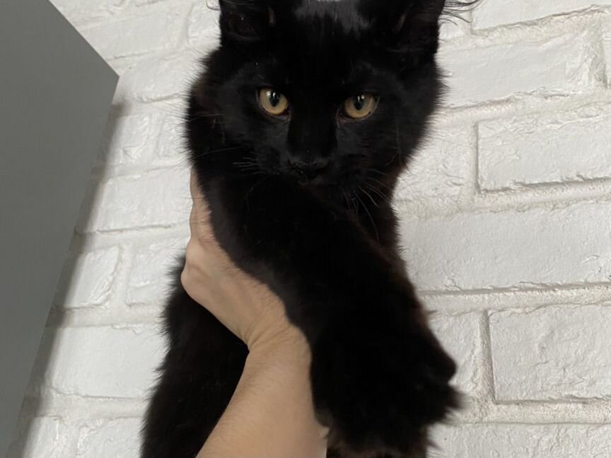 Мейн-кун котенок
